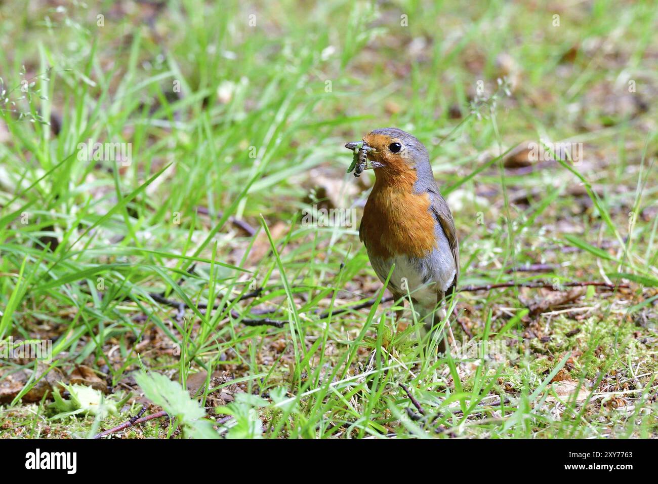 European robin with food, European robin with food Stock Photo - Alamy