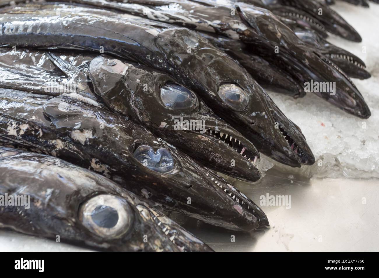 Silver scabbardfish hi-res stock photography and images - Alamy