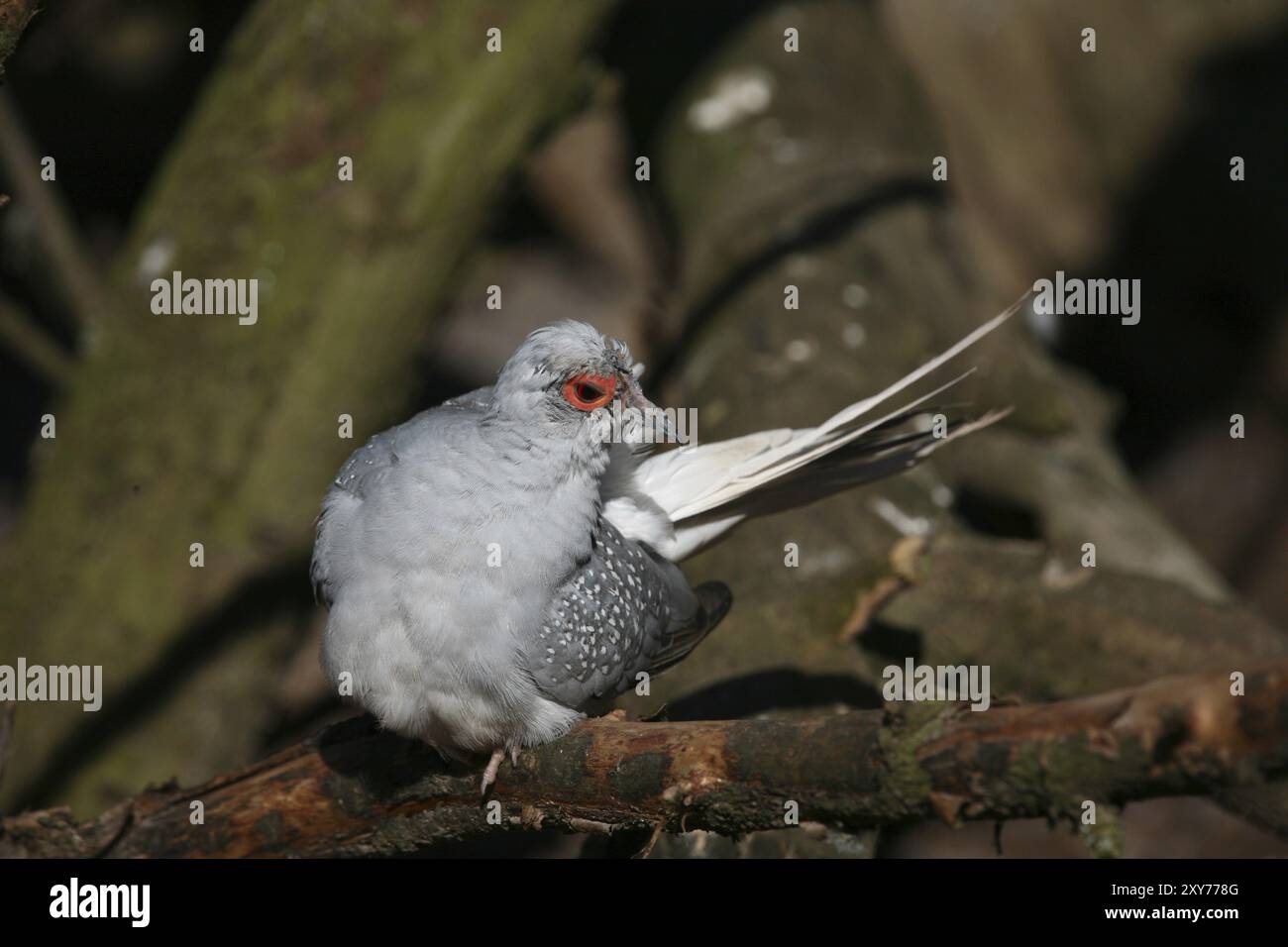 Australian diamond dove geopelia hi-res stock photography and images ...