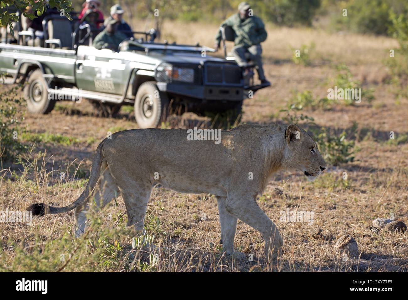 Safari animals multiple hi-res stock photography and images - Alamy
