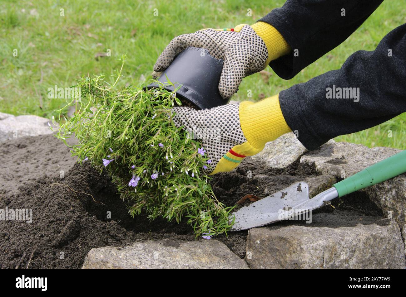 Planting shrubs, shrub planting Stock Photo - Alamy