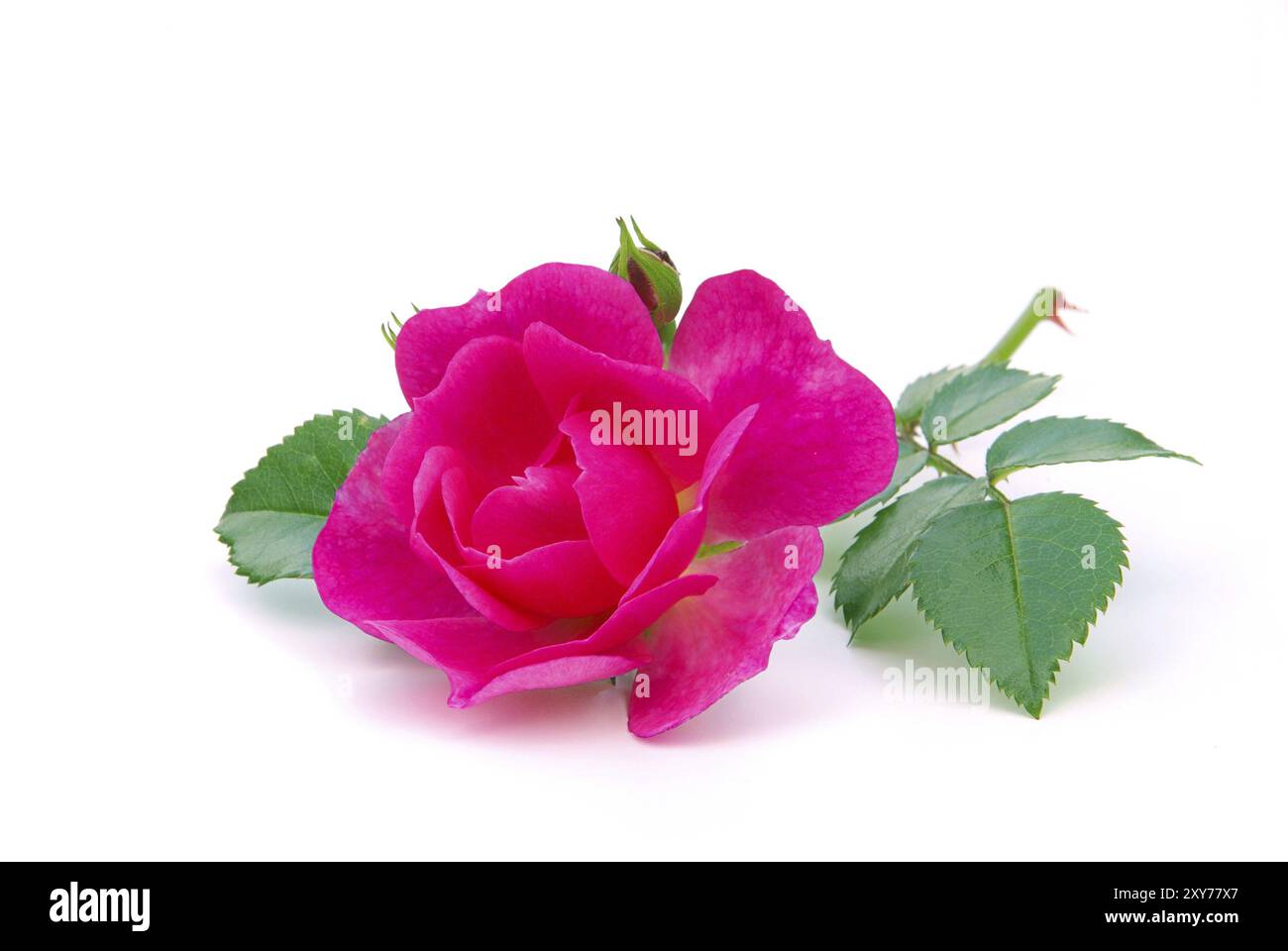 Rose isolated, rose isolated Stock Photo - Alamy