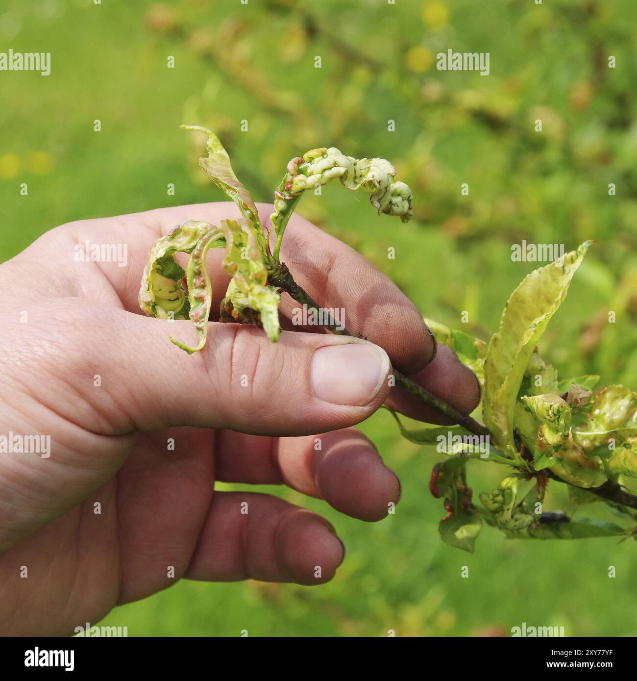 Curl disease, Leaf curl 07 Stock Photo - Alamy