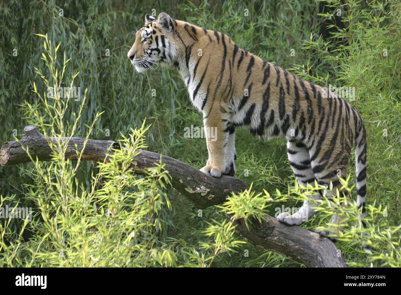Tiger woods rain hi-res stock photography and images - Alamy
