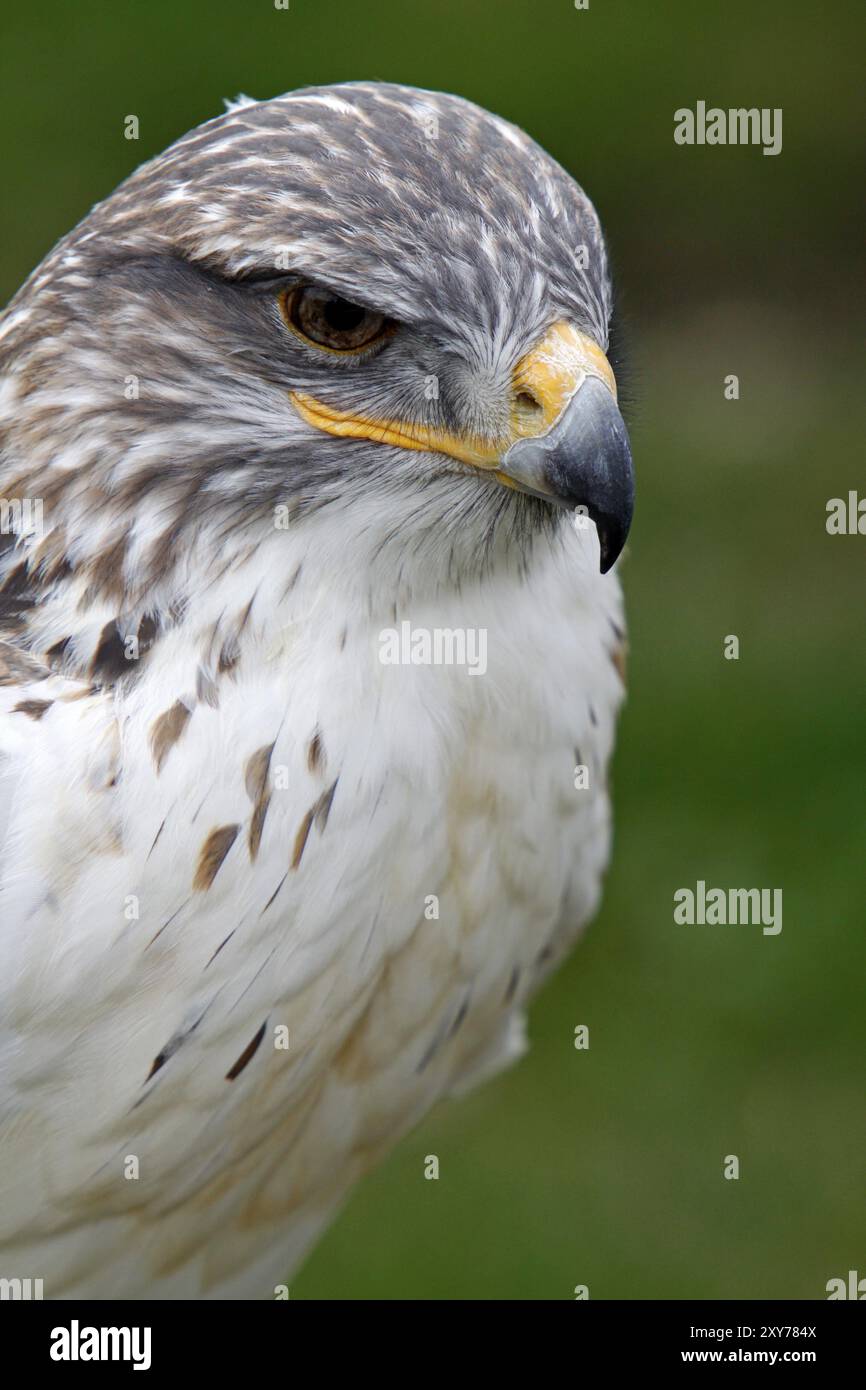 Royal Rough-legged Hawk Stock Photo - Alamy