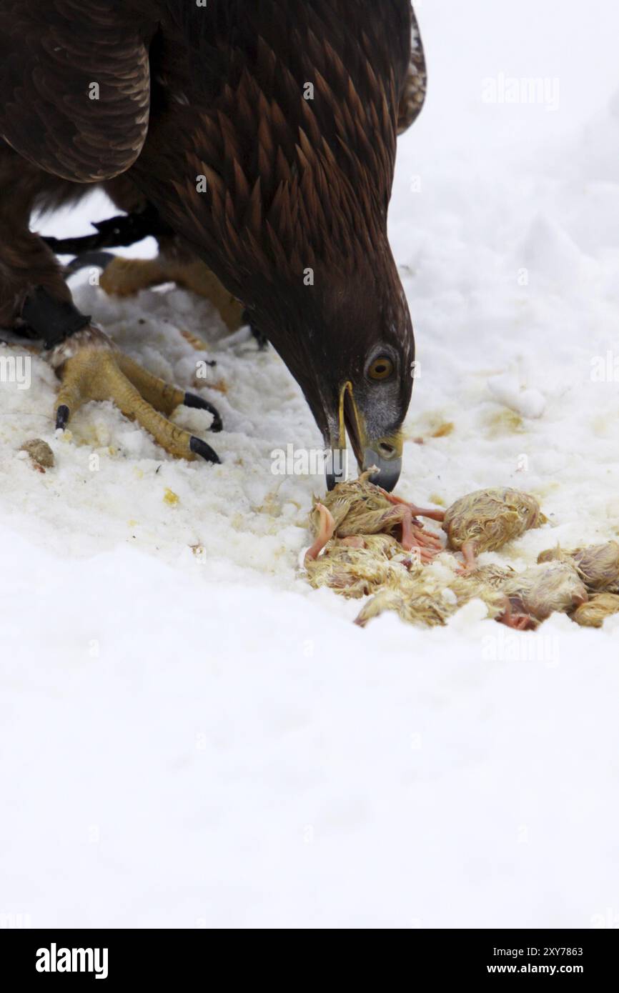 Eagle feed chicks hi-res stock photography and images - Alamy
