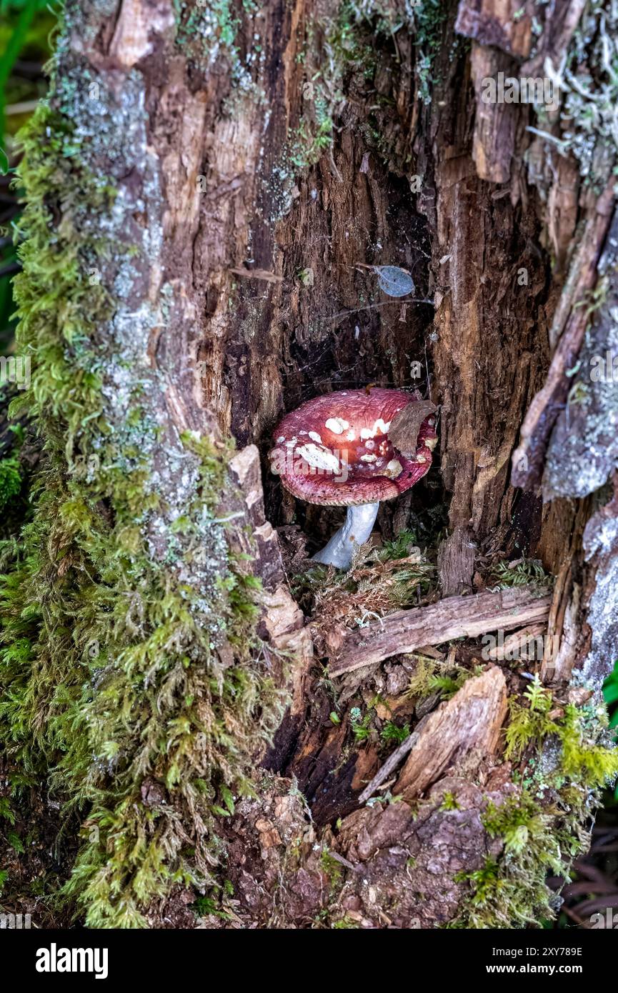 Russula sanguinaria (Commonly known as Bloody Brittlegill) growing in ...