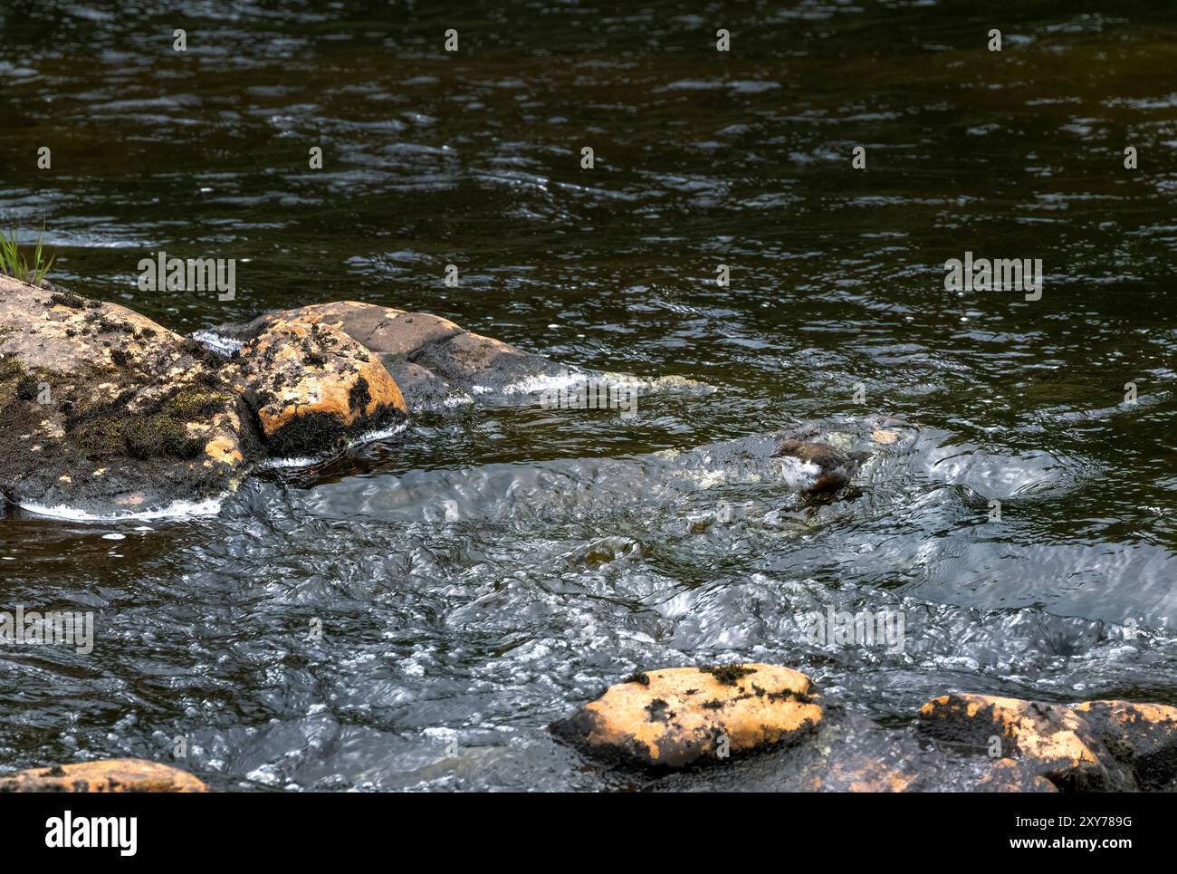 Scottish dipper hi-res stock photography and images - Alamy