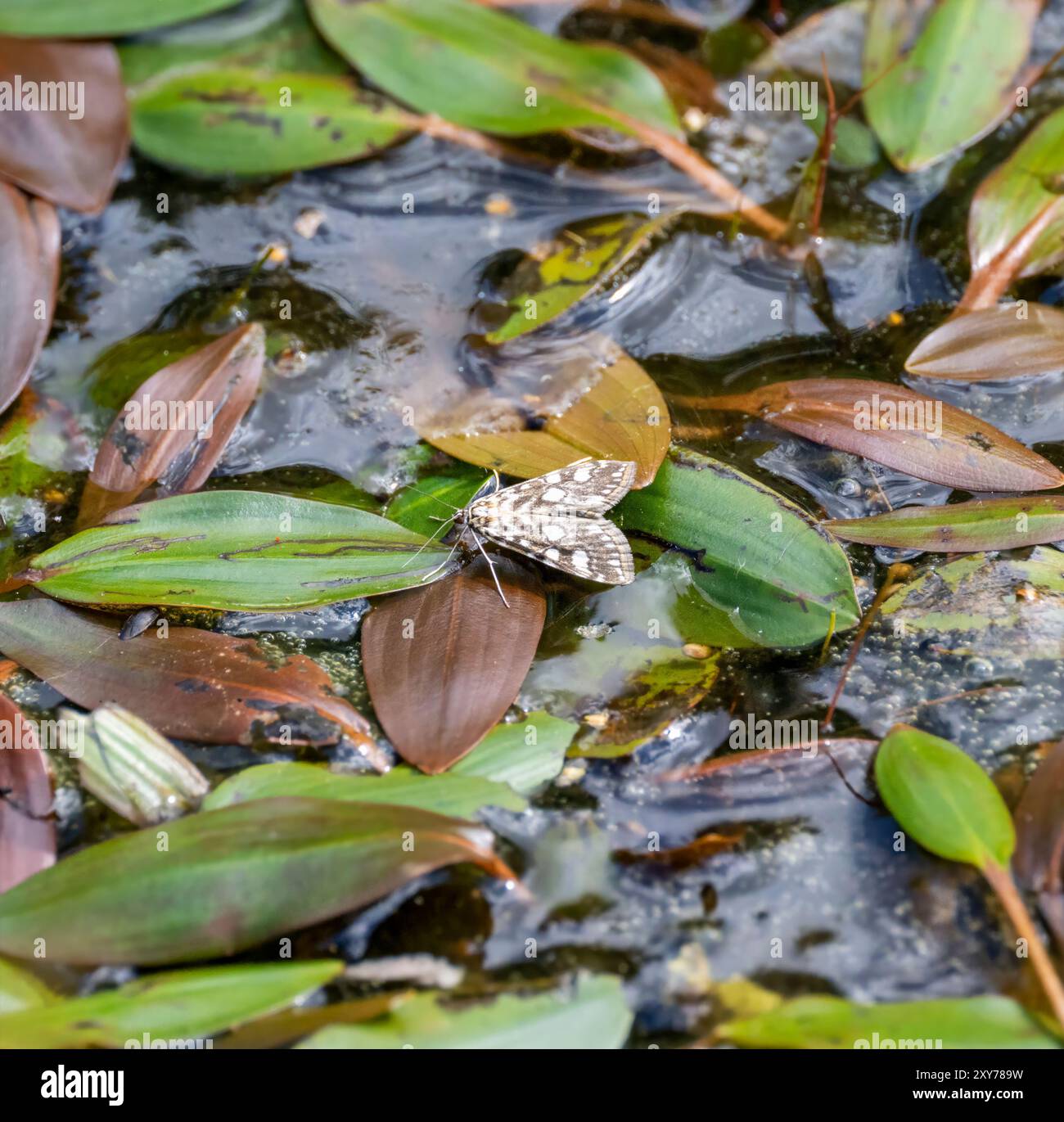 Garden china moth hi-res stock photography and images - Alamy