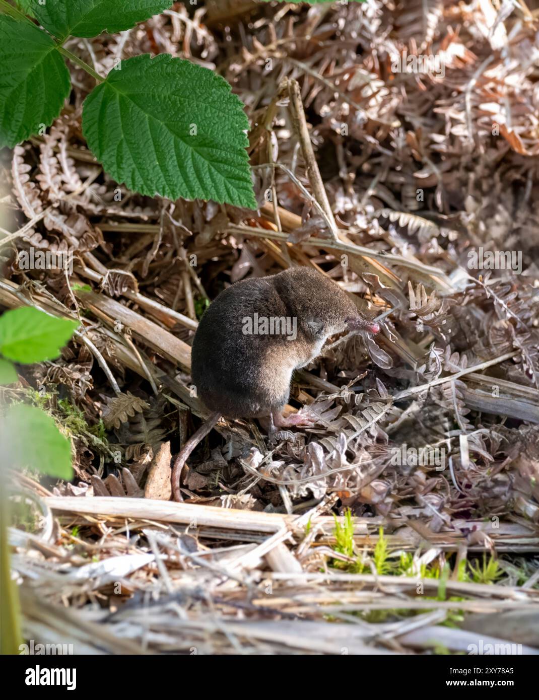 Pygmy shrew hi-res stock photography and images - Alamy