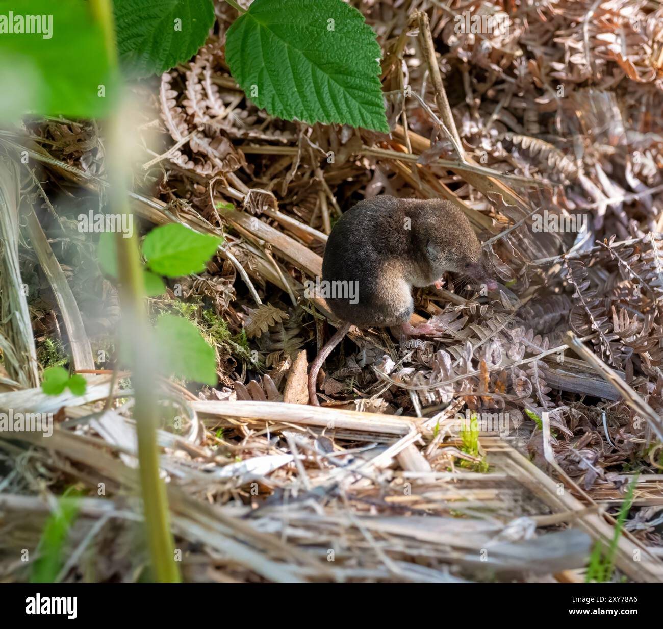 Pygmy shrew hi-res stock photography and images - Alamy
