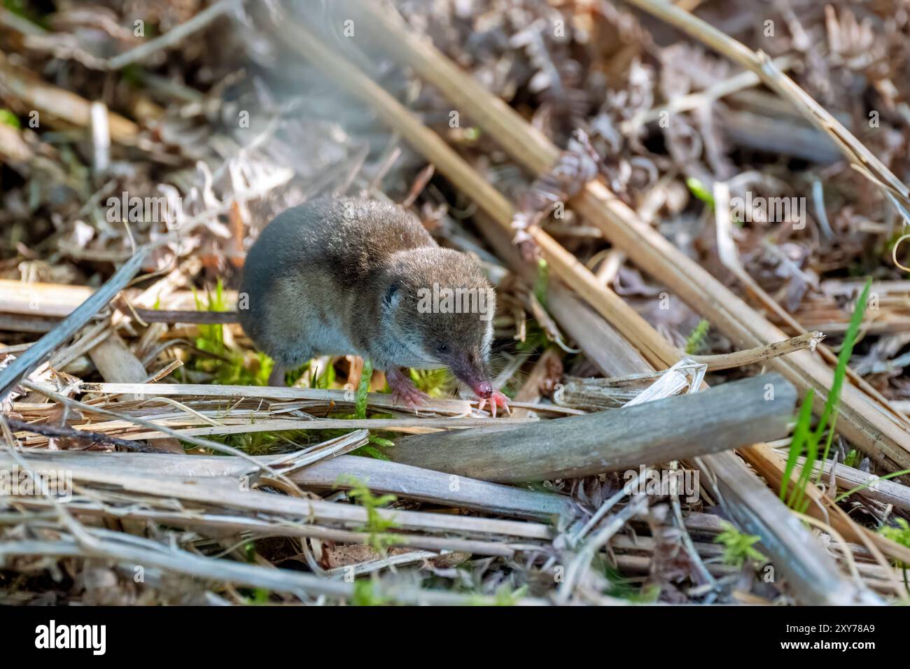 Pygmy shrew hi-res stock photography and images - Alamy