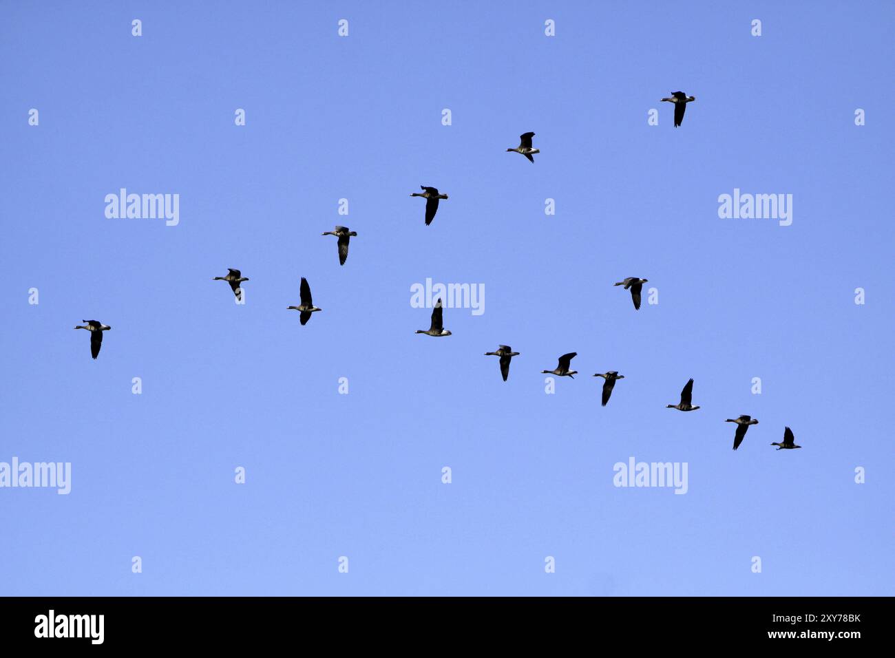 Swarming goose hi-res stock photography and images - Alamy