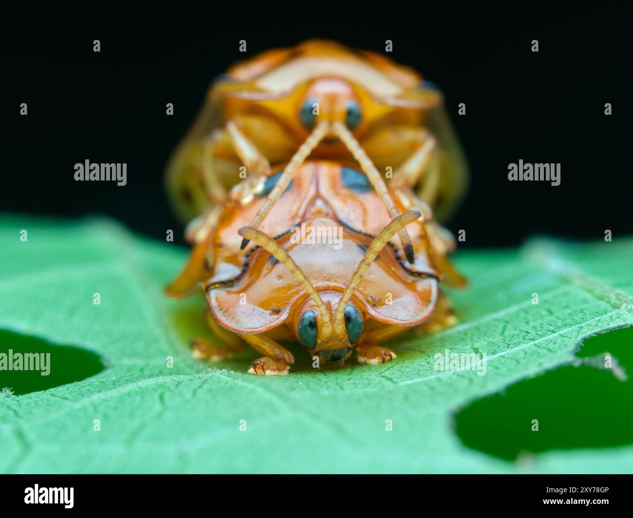 Tortoise beetles hi-res stock photography and images - Alamy