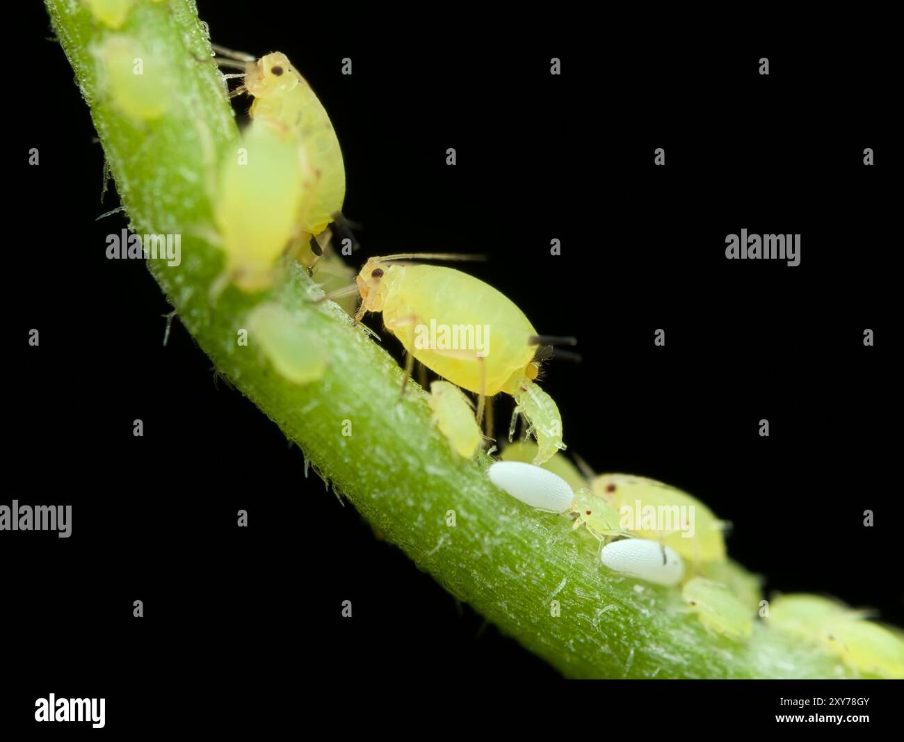 Aphid birth hi-res stock photography and images - Alamy