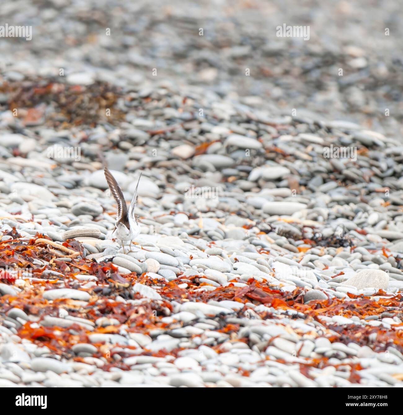 A Common Sandpiper with wings up on a pebbled beach Stock Photo - Alamy