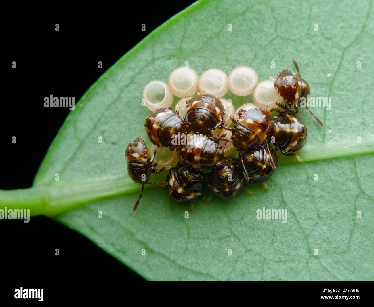 Stink bug larvae hatch under the leaves Stock Photo - Alamy