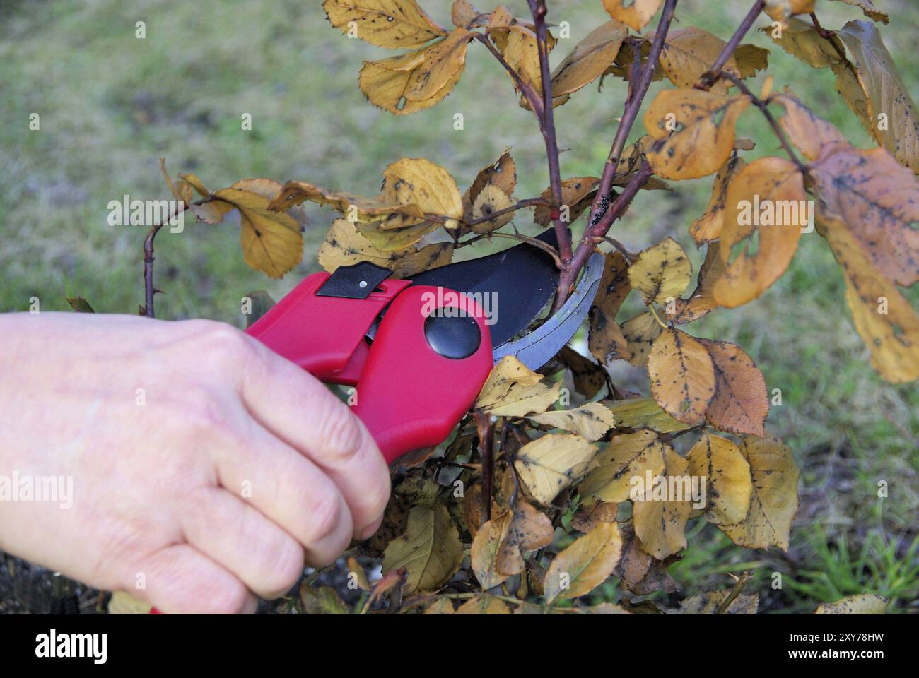 Pruning shrubs, shrub cutting Stock Photo - Alamy