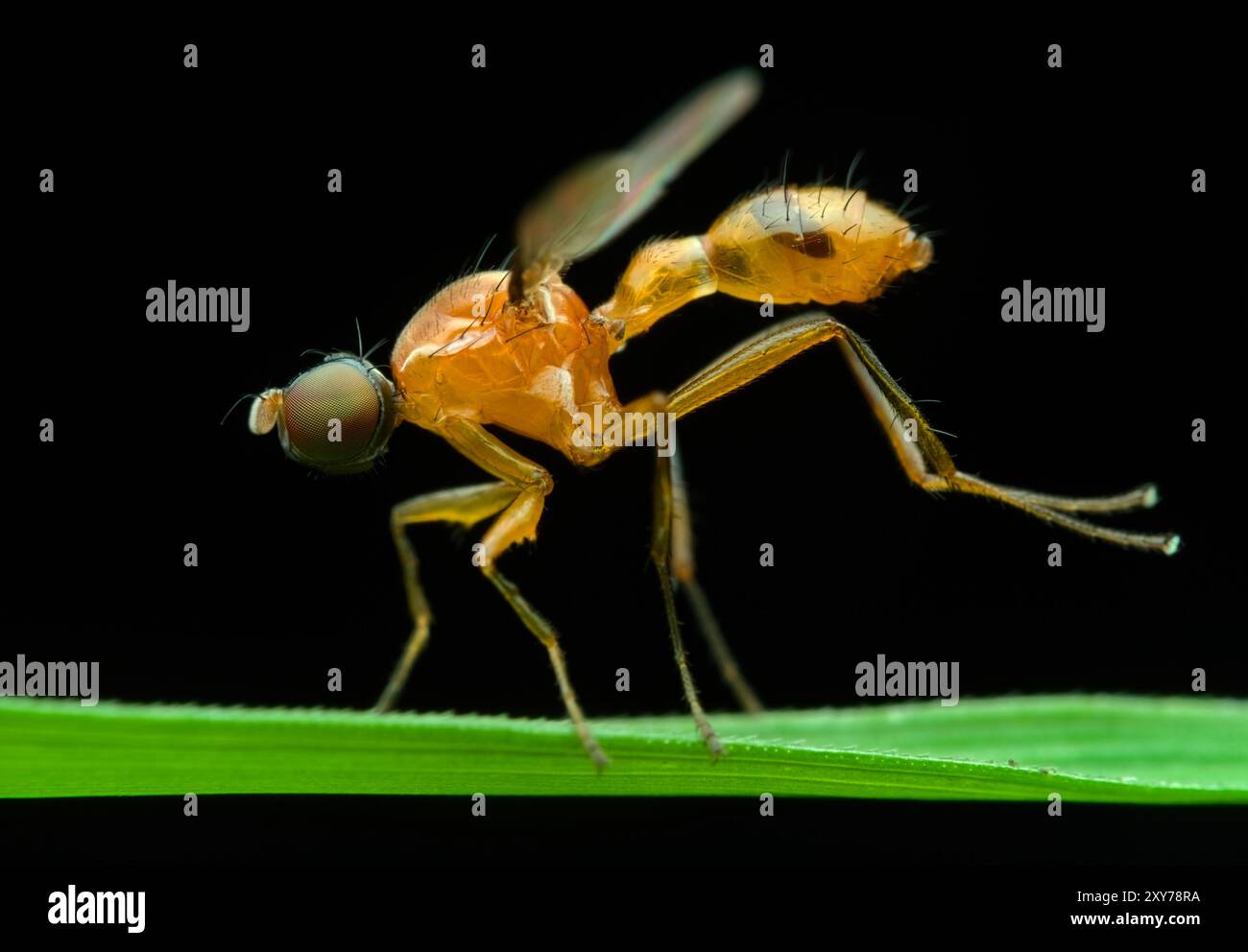 Yellow sepsis fly on the grass Stock Photo - Alamy