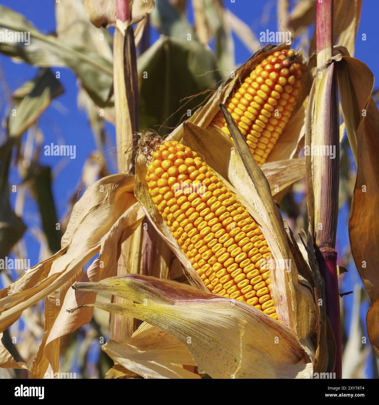 Cob maize hi-res stock photography and images - Alamy