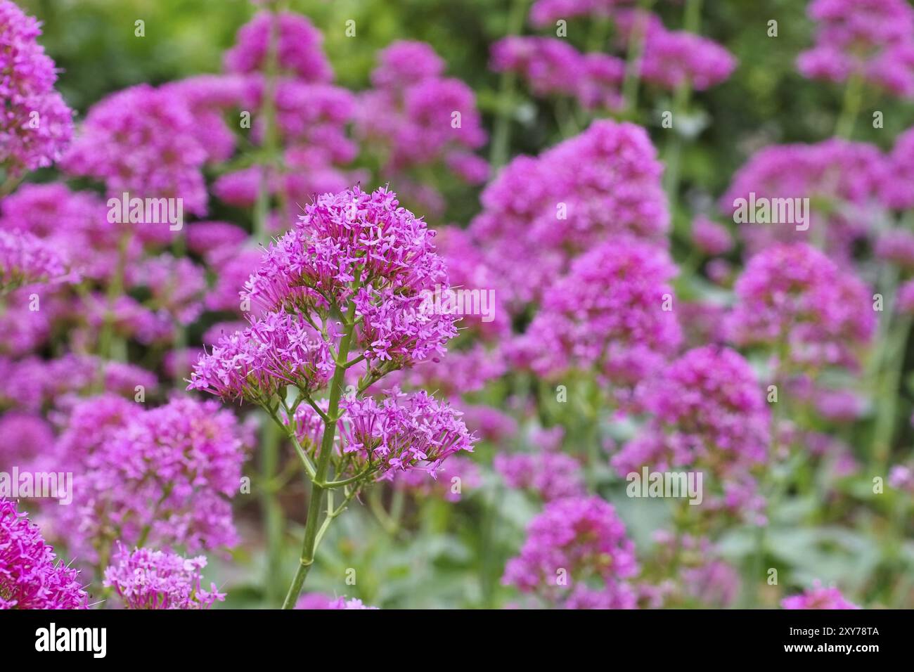 African valerian, Fedia cornucopiae, a Valerianoideae plant Stock Photo ...