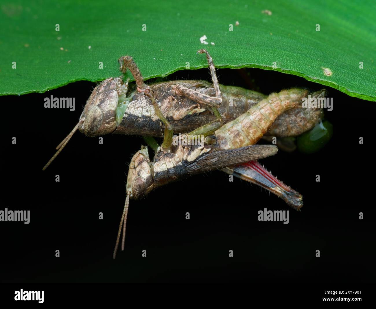 Locust pair hi-res stock photography and images - Alamy
