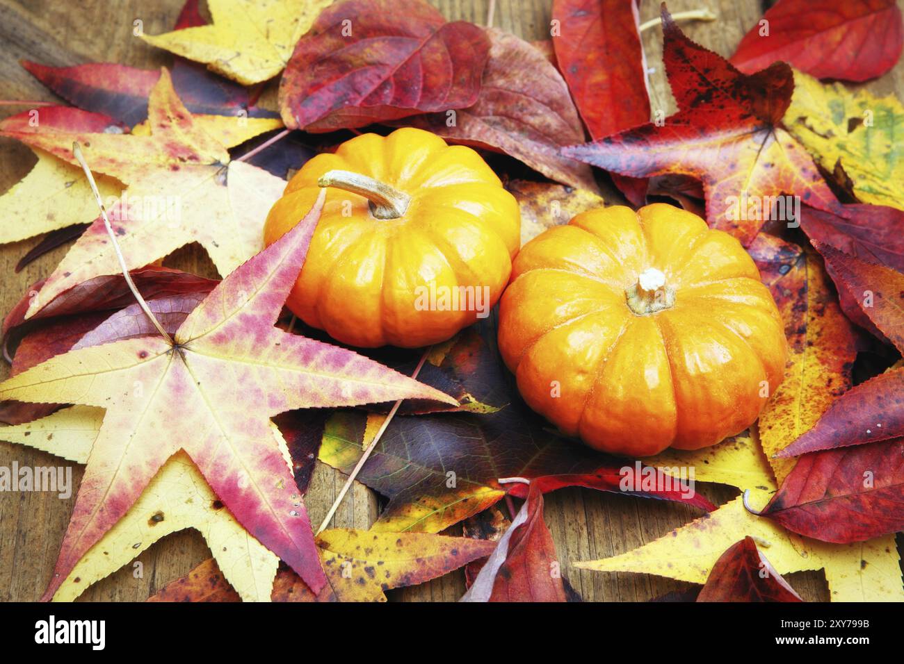 Halloween pumkin on colorful autumn leaves Stock Photo - Alamy