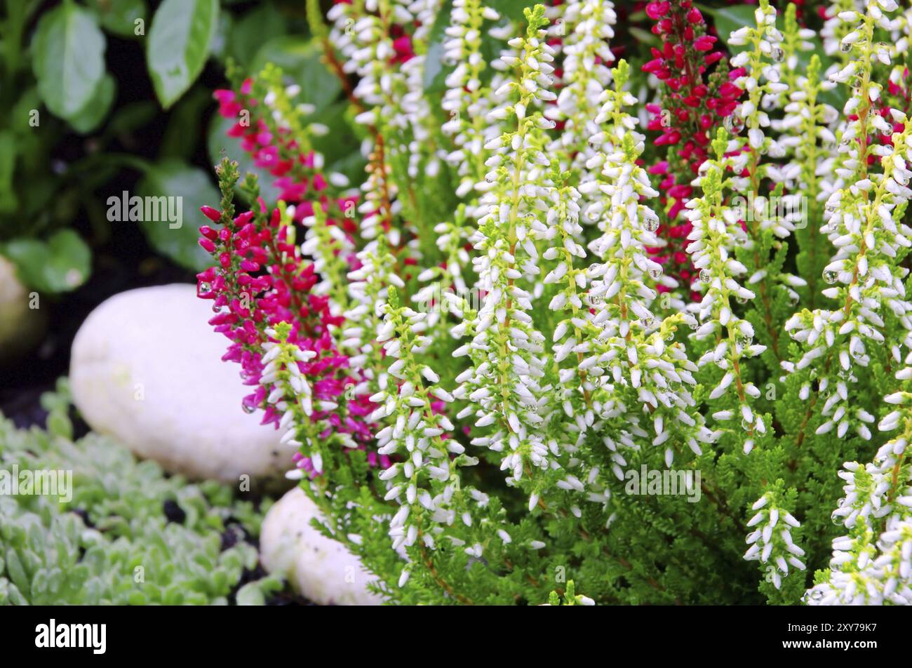 Heather, Erica 12 Stock Photo - Alamy