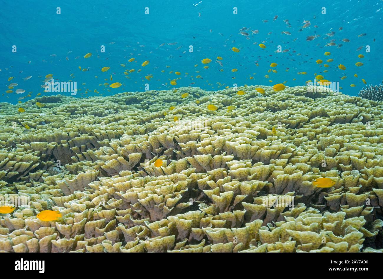 Foliose coral hi-res stock photography and images - Alamy