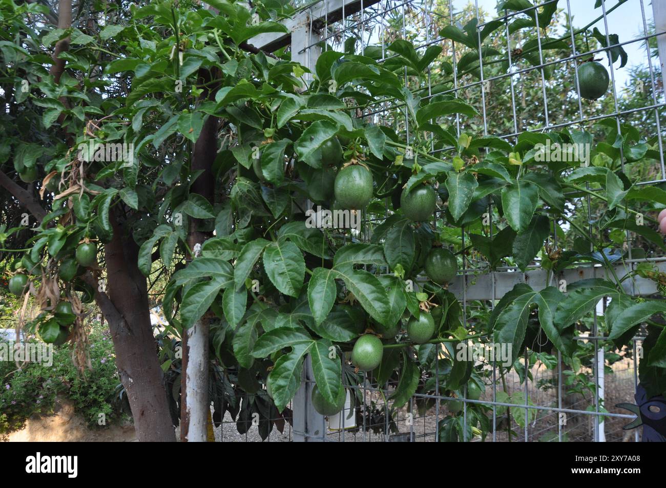Passion fruit tree hi-res stock photography and images - Alamy