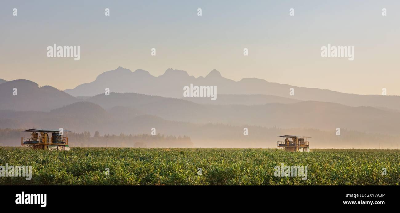 panoramic view of Blueberry field and mountains in the distance in ...