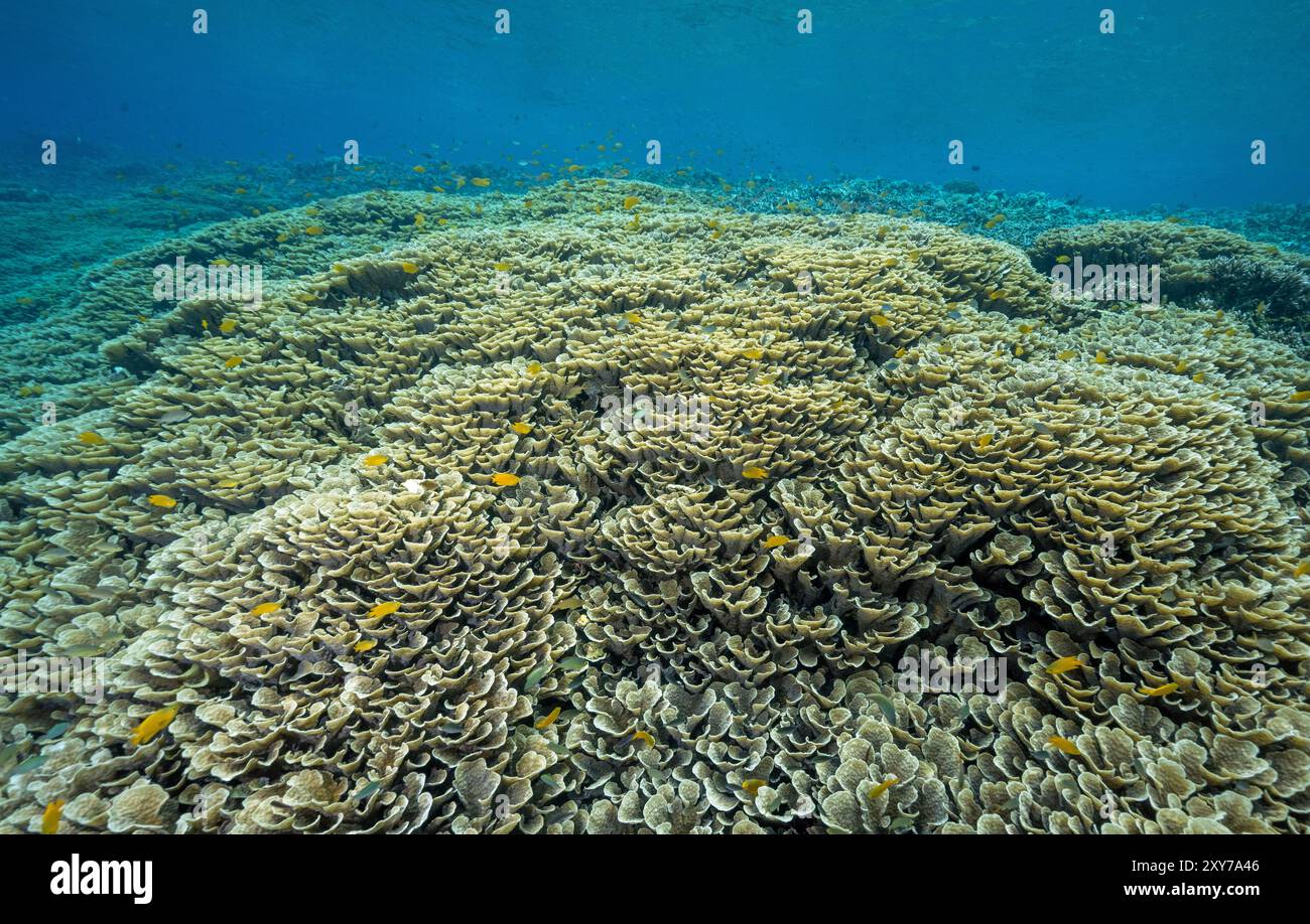 Foliose coral hi-res stock photography and images - Alamy