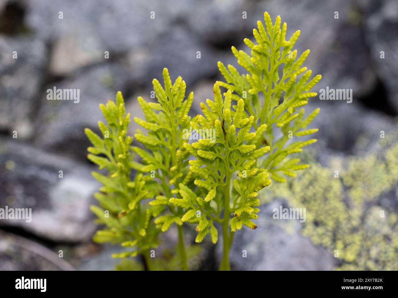 Parsley ferns hi-res stock photography and images - Alamy