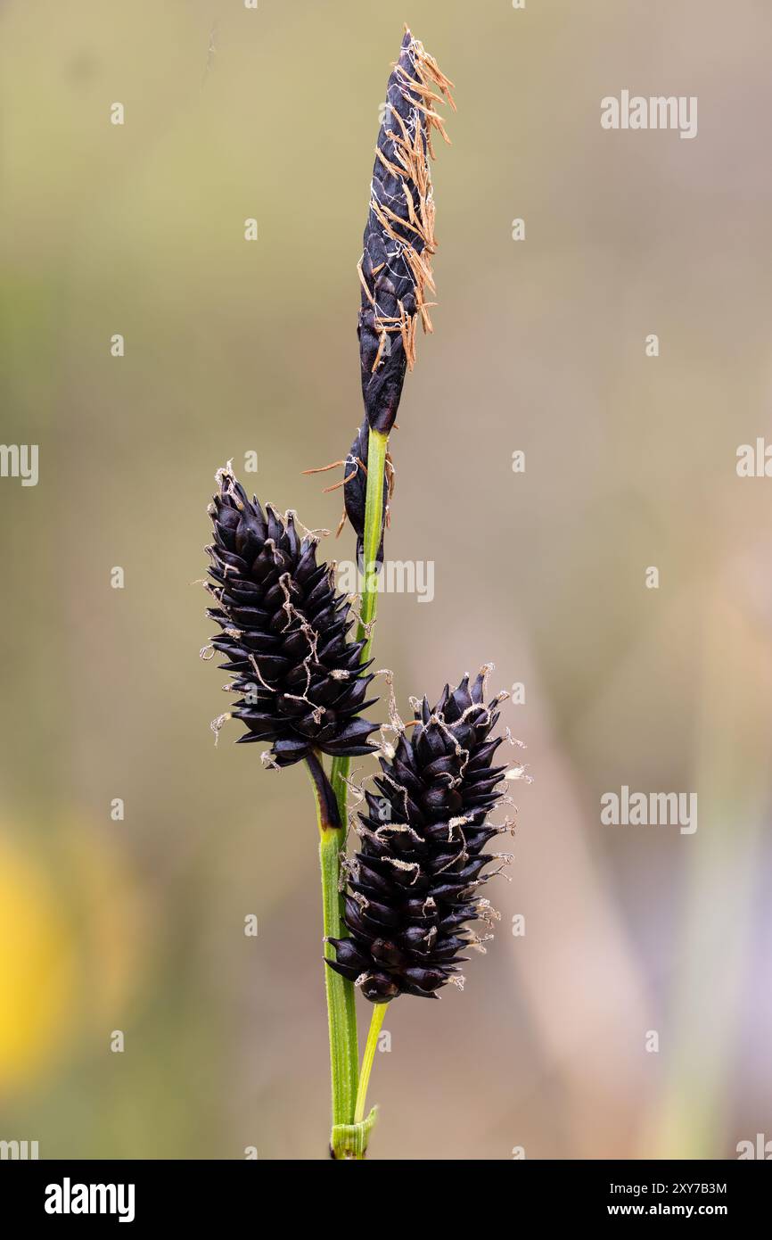 Carex saxatilis hi-res stock photography and images - Alamy
