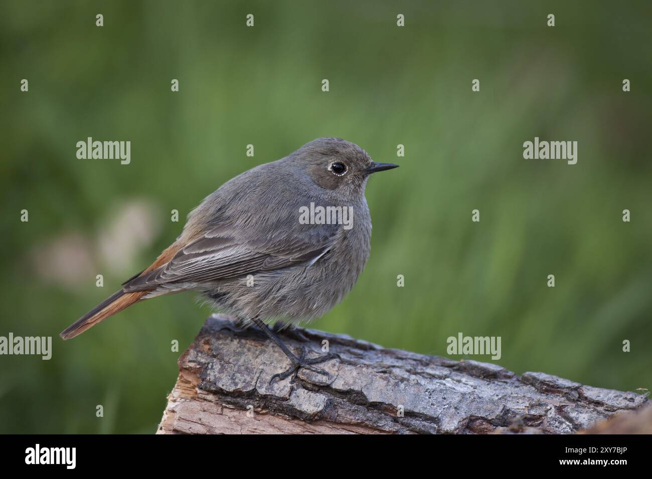 Black redstart, female, Phoenicurus ochruros, black redstart, female ...