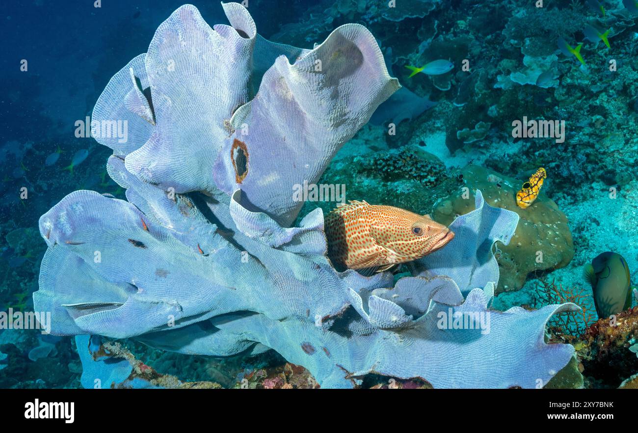 Slender grouper, Anyperodon leucogrammicus, on an elephant ear sponge ...