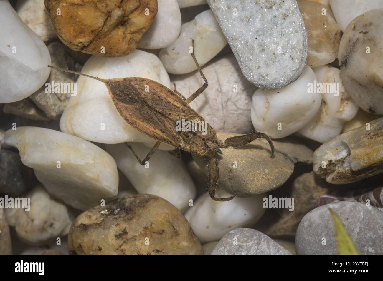 Water bug, Nepomorpha Stock Photo - Alamy