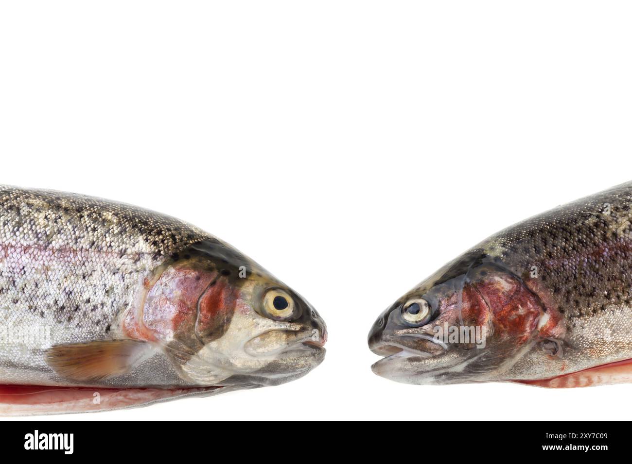 Two rainbow trout in front of a white background Stock Photo - Alamy