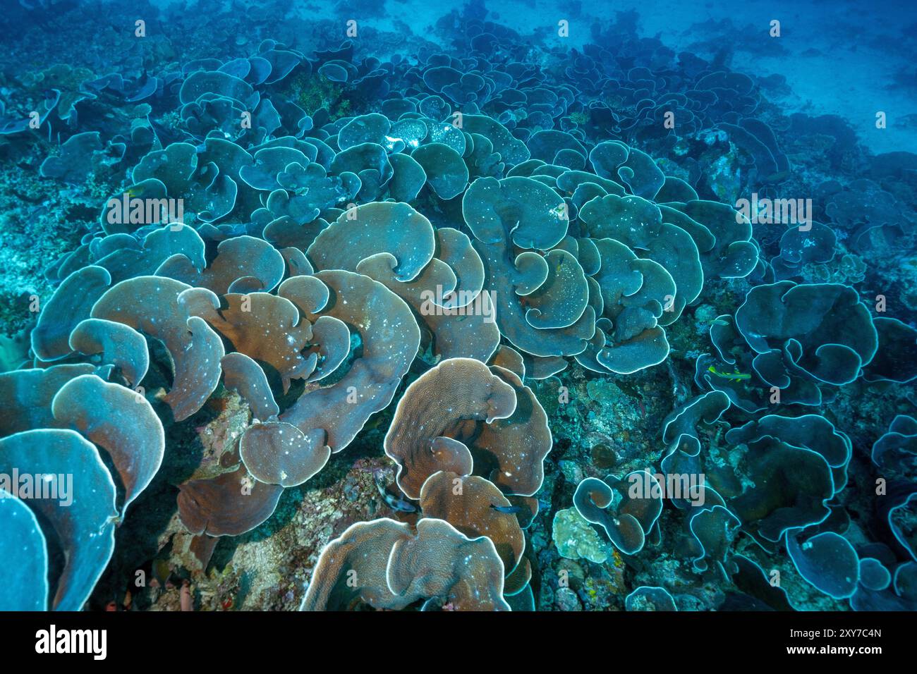 Podabacia hi-res stock photography and images - Alamy