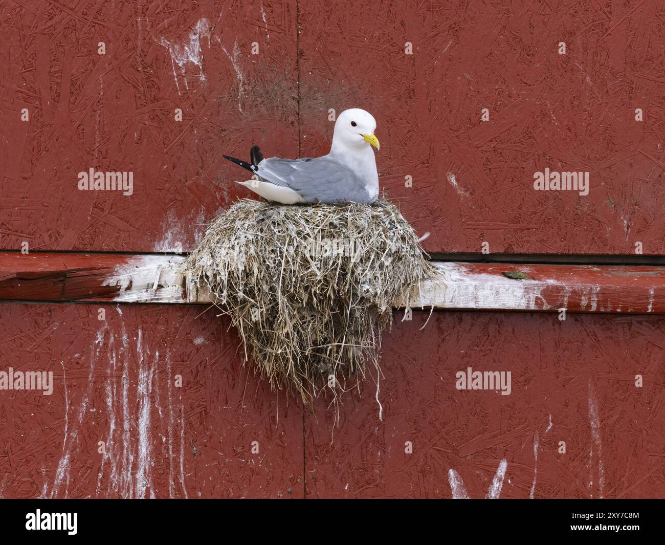 Black-legged kittiwake (Rissa tridactyla), breeding bird on nest, built ...