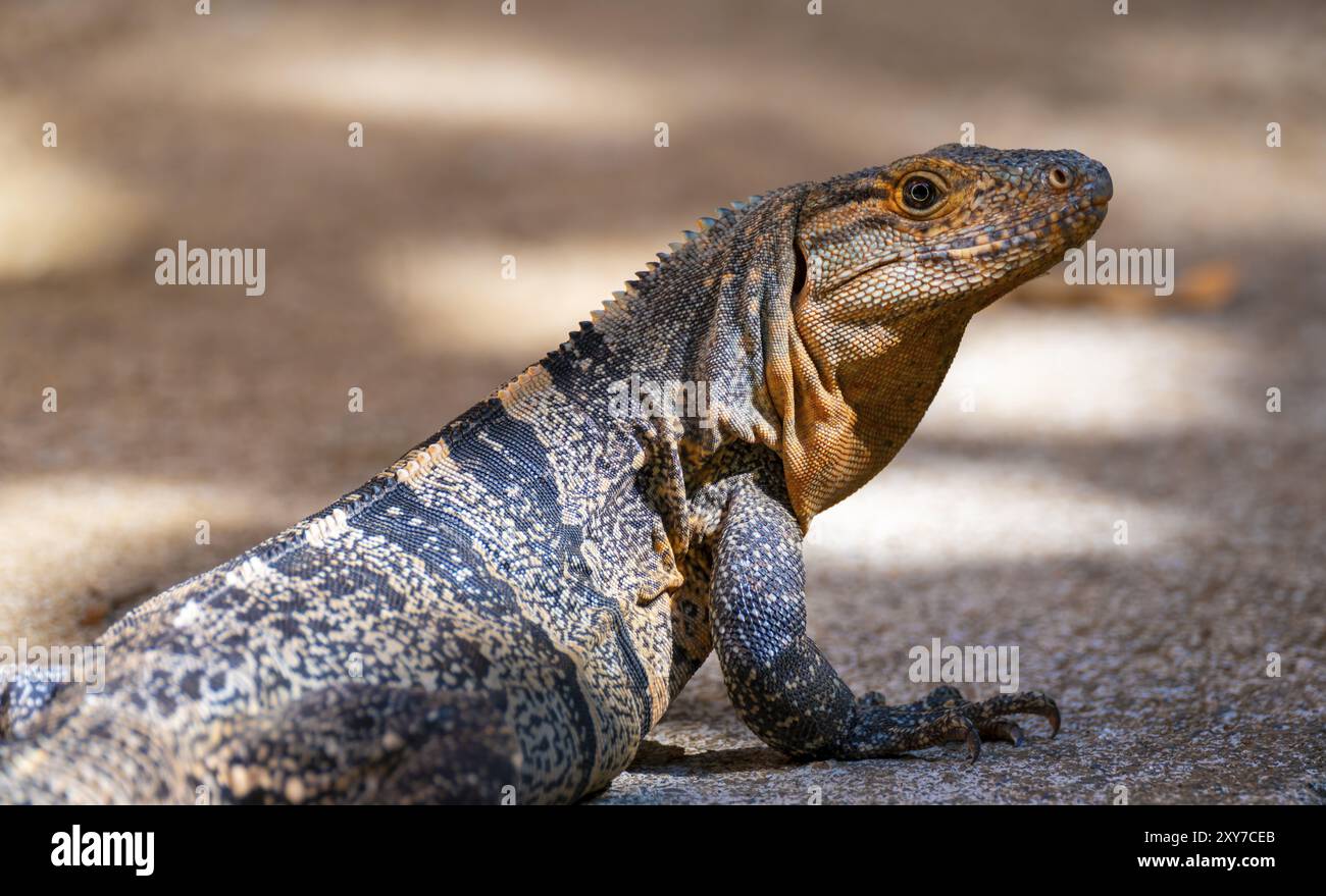 Black spiny-tailed iguana (Ctenosaura similis), adult female, Manuel ...