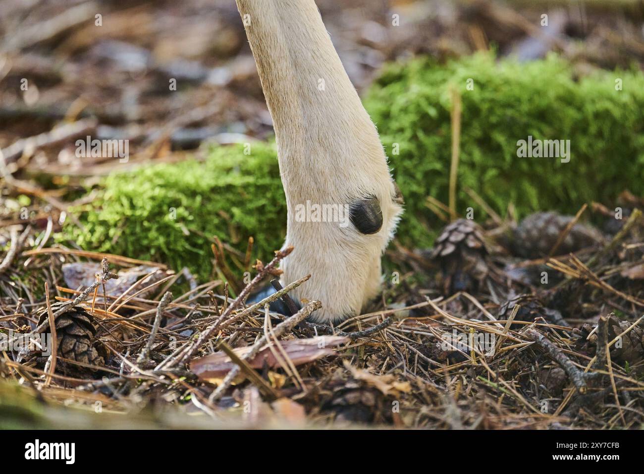 European fallow deer (Dama dama) foot, detail, in a forest, Bavaria ...