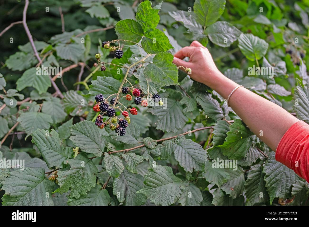 A woman picking blackberries from a branch Stock Photo - Alamy