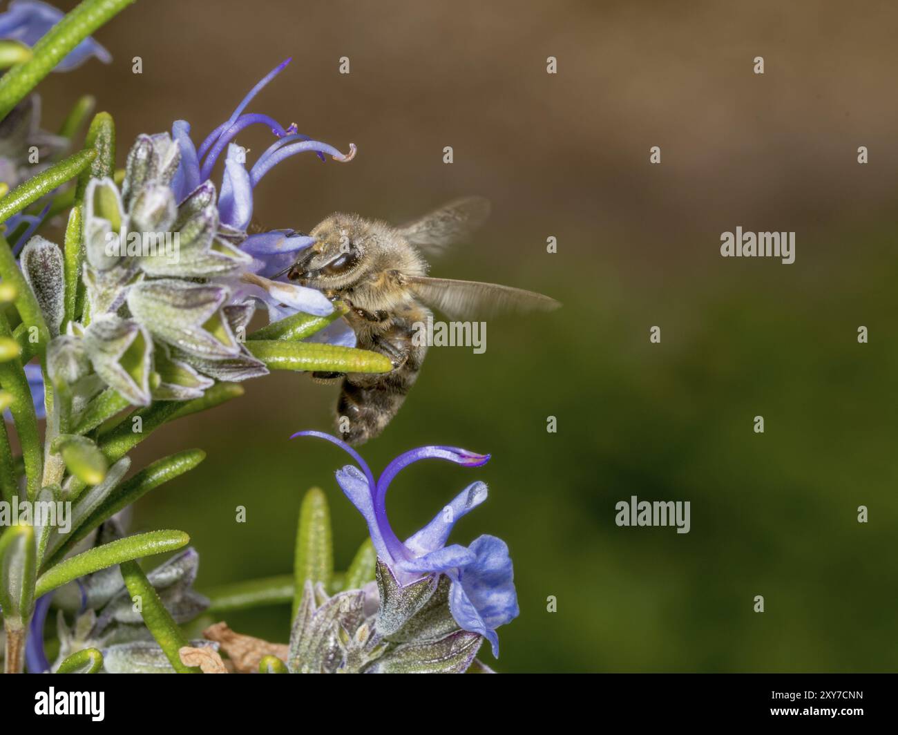 Rosemary flower hi-res stock photography and images - Alamy