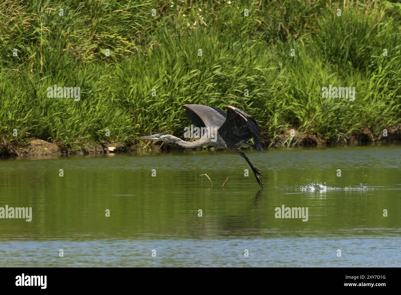 Natural scene from Wisconsin Stock Photo - Alamy
