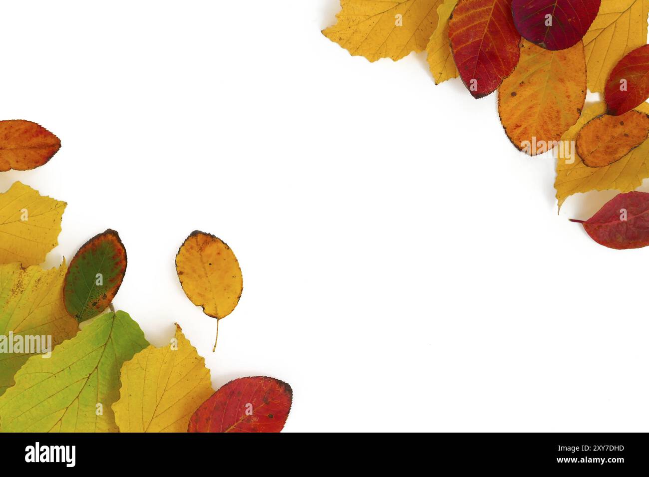 Colorful autumn leaves in two corners isolated on white background ...