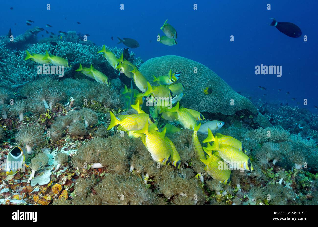 Rabbitfishes hi-res stock photography and images - Alamy