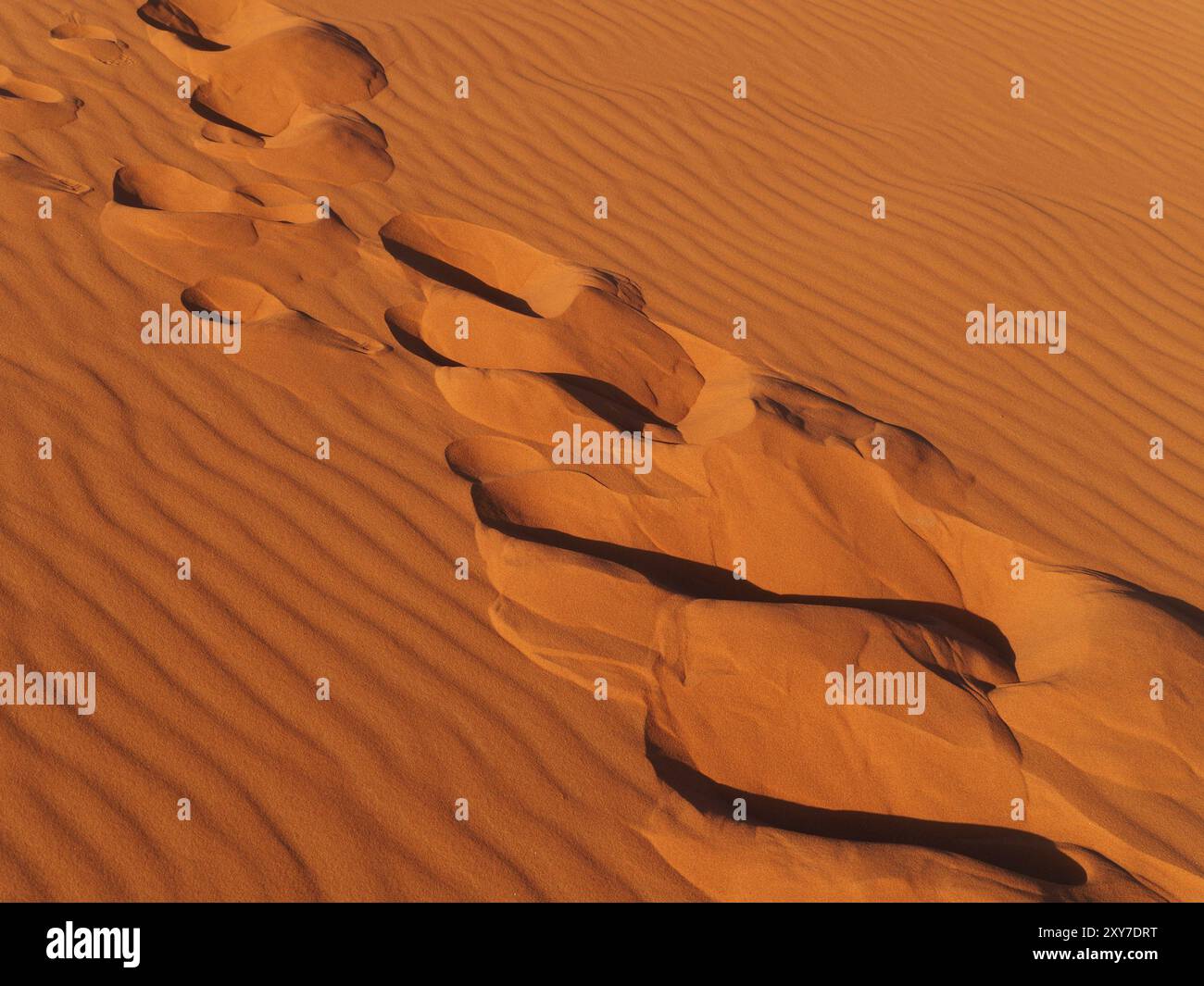 Camel tracks in the sand of the dune Stock Photo - Alamy