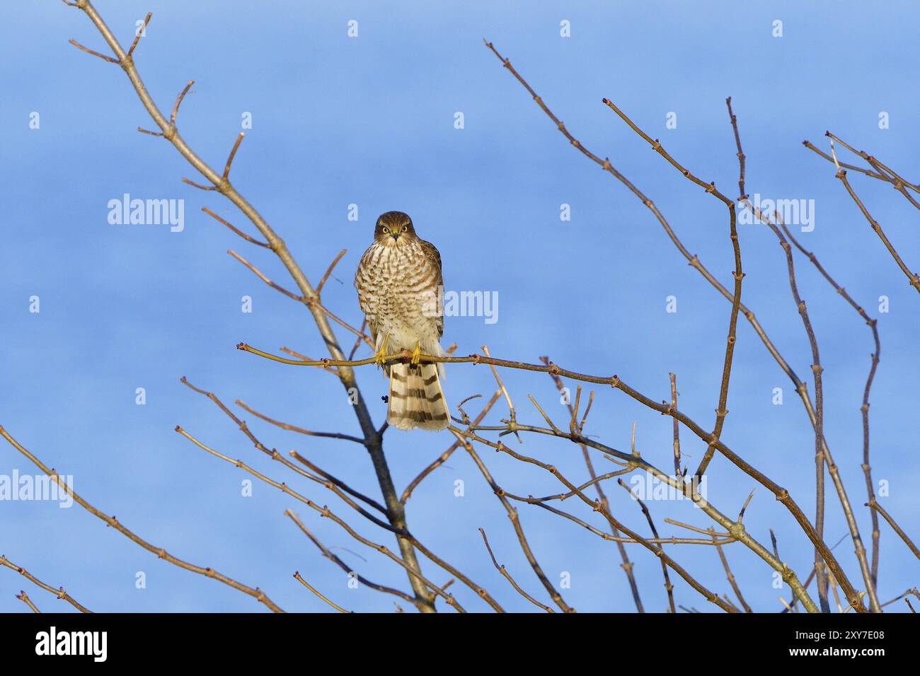 Juvenile Eurasian sparrowhawk in the first winter. Eurasian sparrowhawk ...