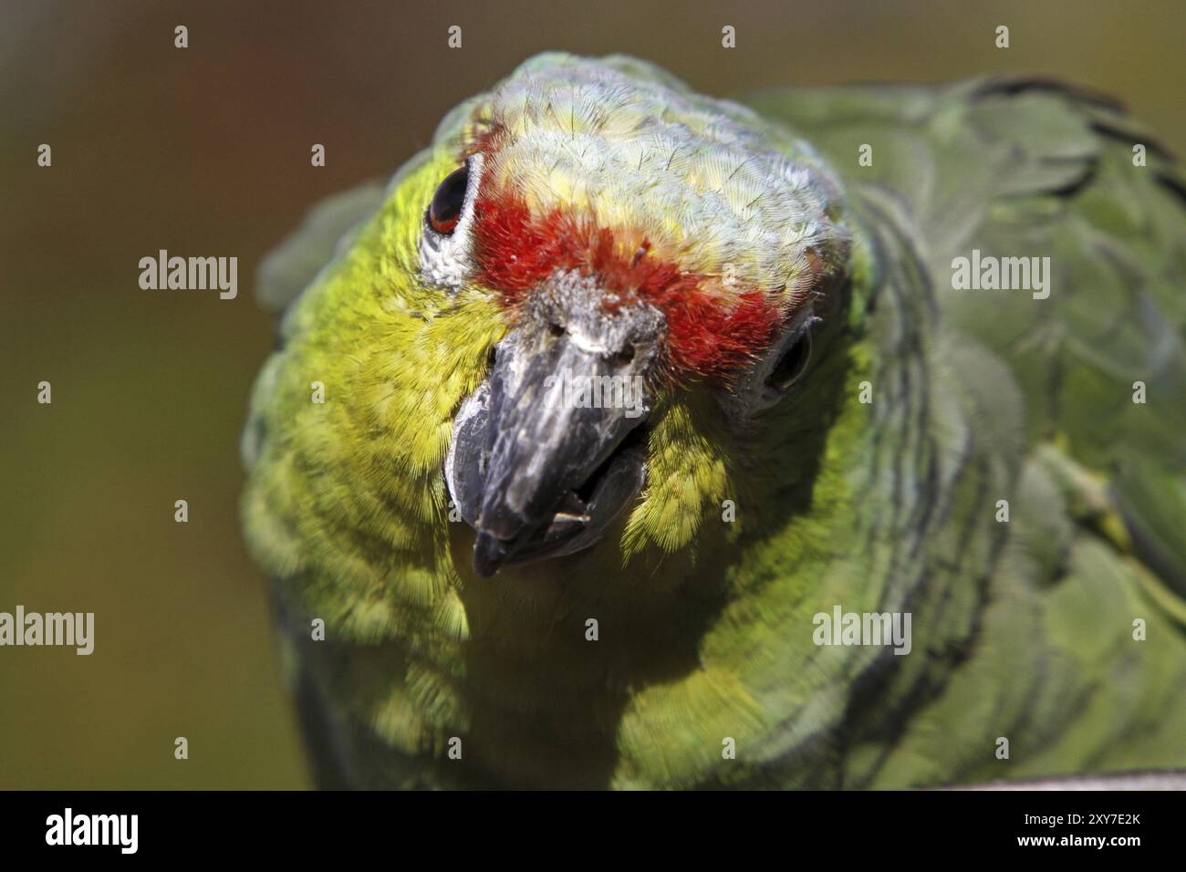 Blue fronted amazon parakeet hi-res stock photography and images - Alamy